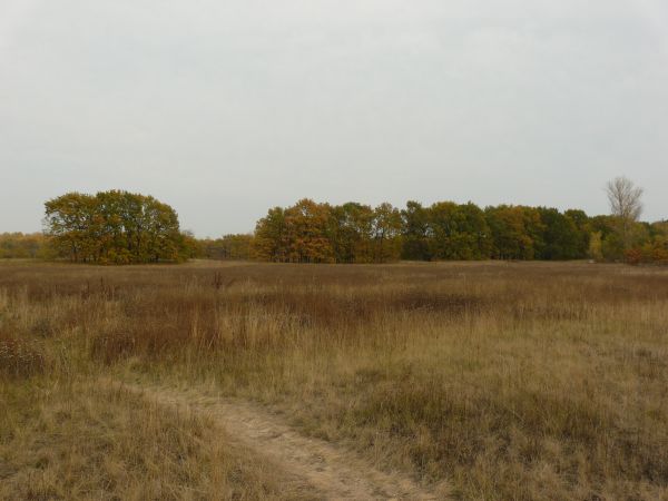 forest side view texture 0011 - Texturelib